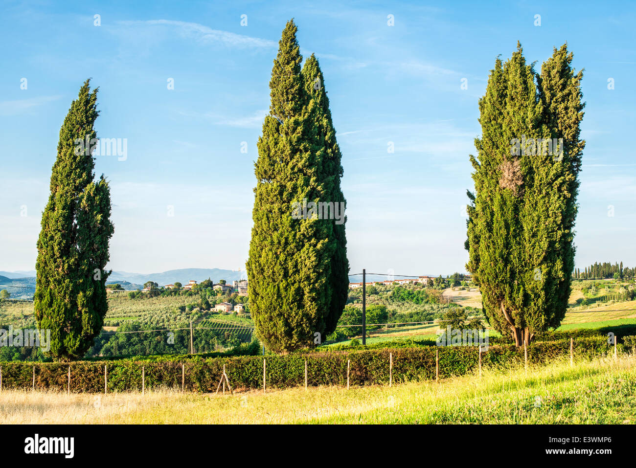 Cypress tree in Toscana, Italy Stock Photo - Alamy