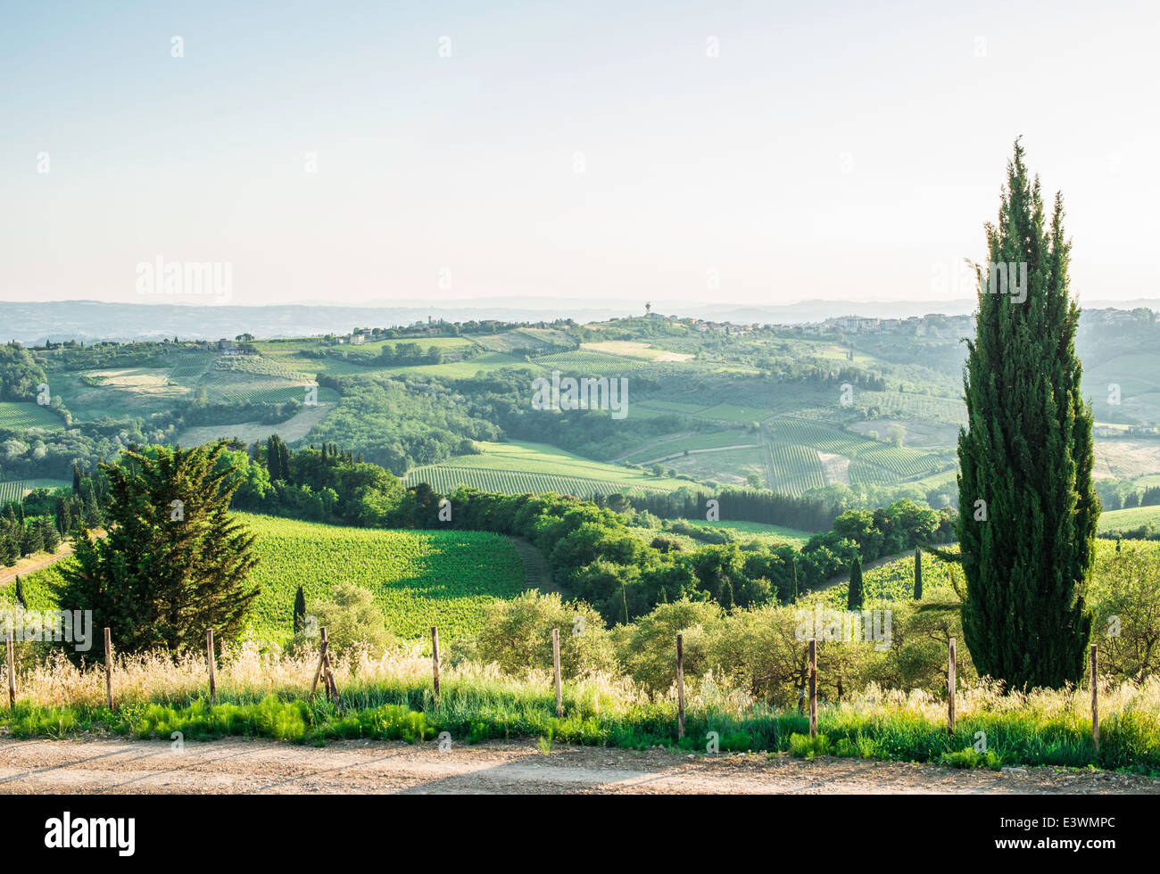 Cypress tree in Toscana, Italy Stock Photo - Alamy