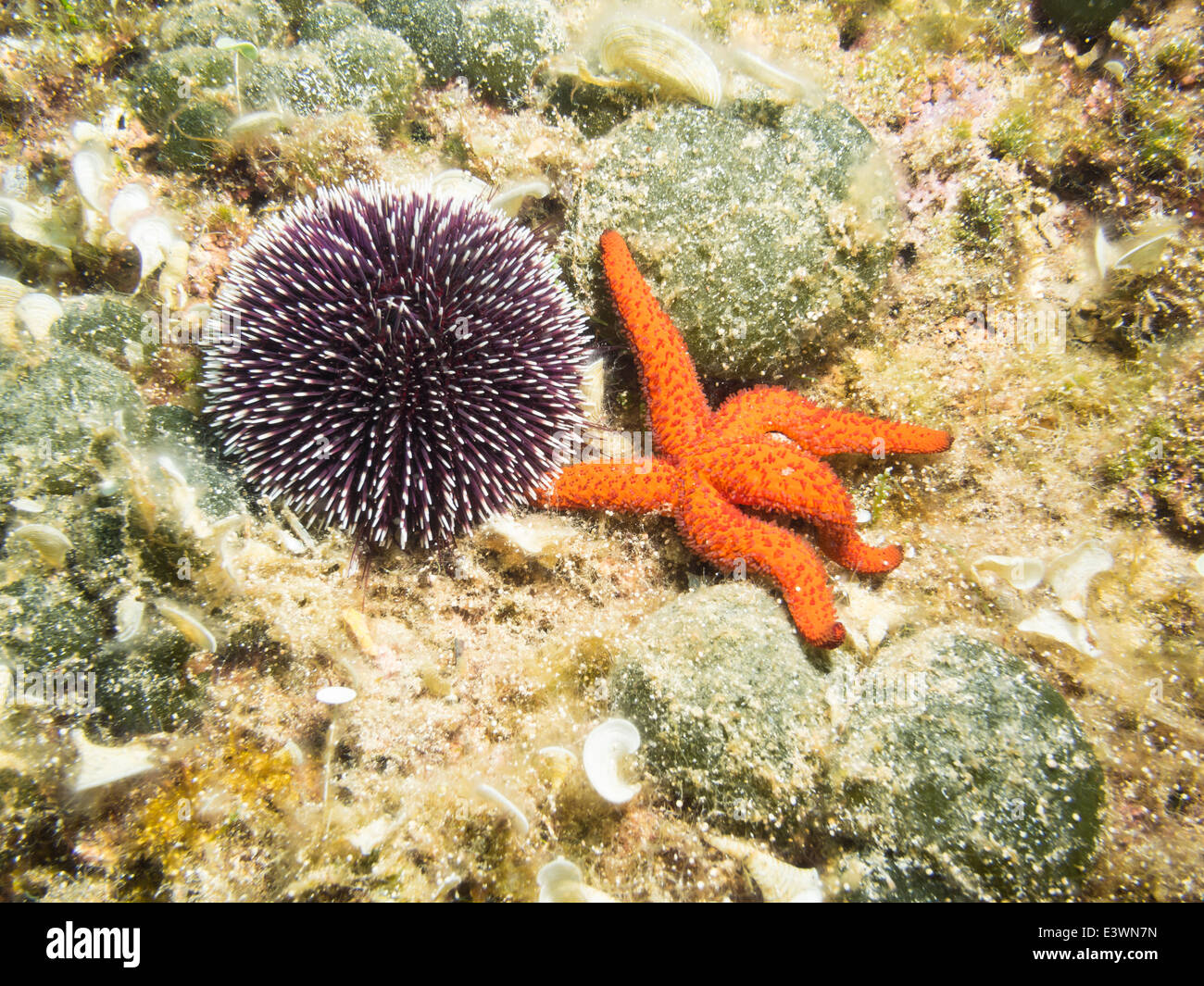 Urchin and Starfish Stock Photo - Alamy