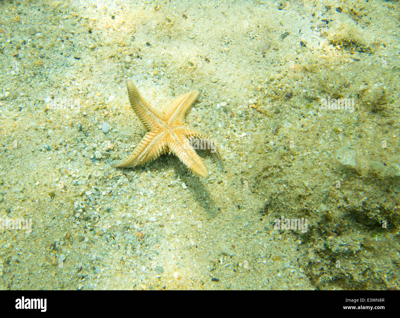 Starfish bottom hi-res stock photography and images - Alamy