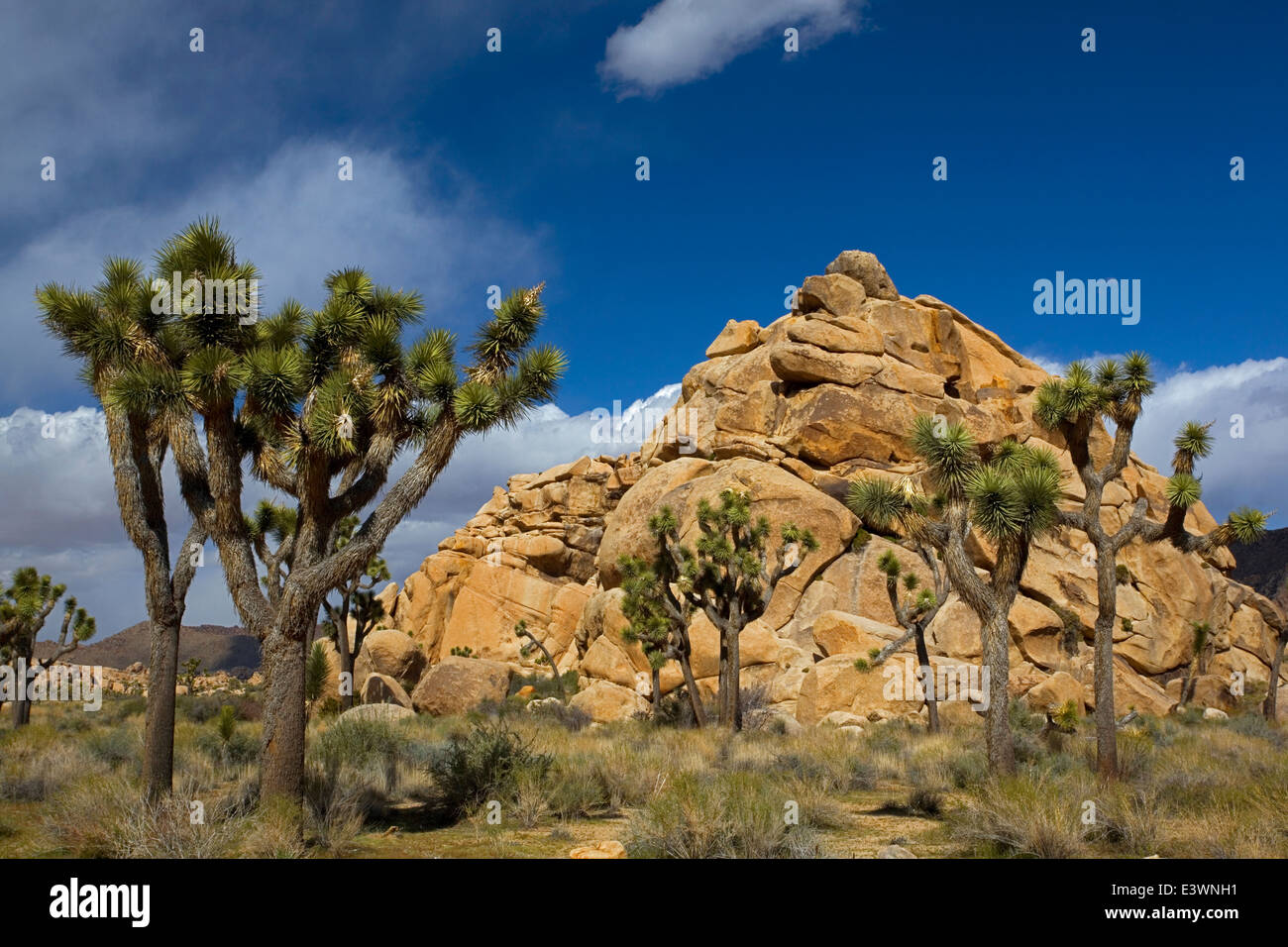USA, California, Joshua Tree National Park, Queen Valley, Joshua Trees ...