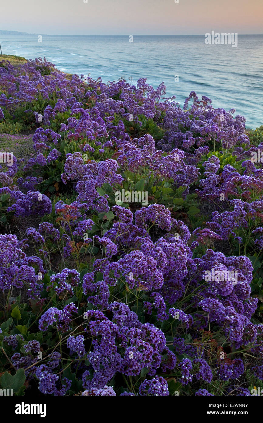 USA, California, Del Mar Coast, flowers at sunset Stock Photo - Alamy
