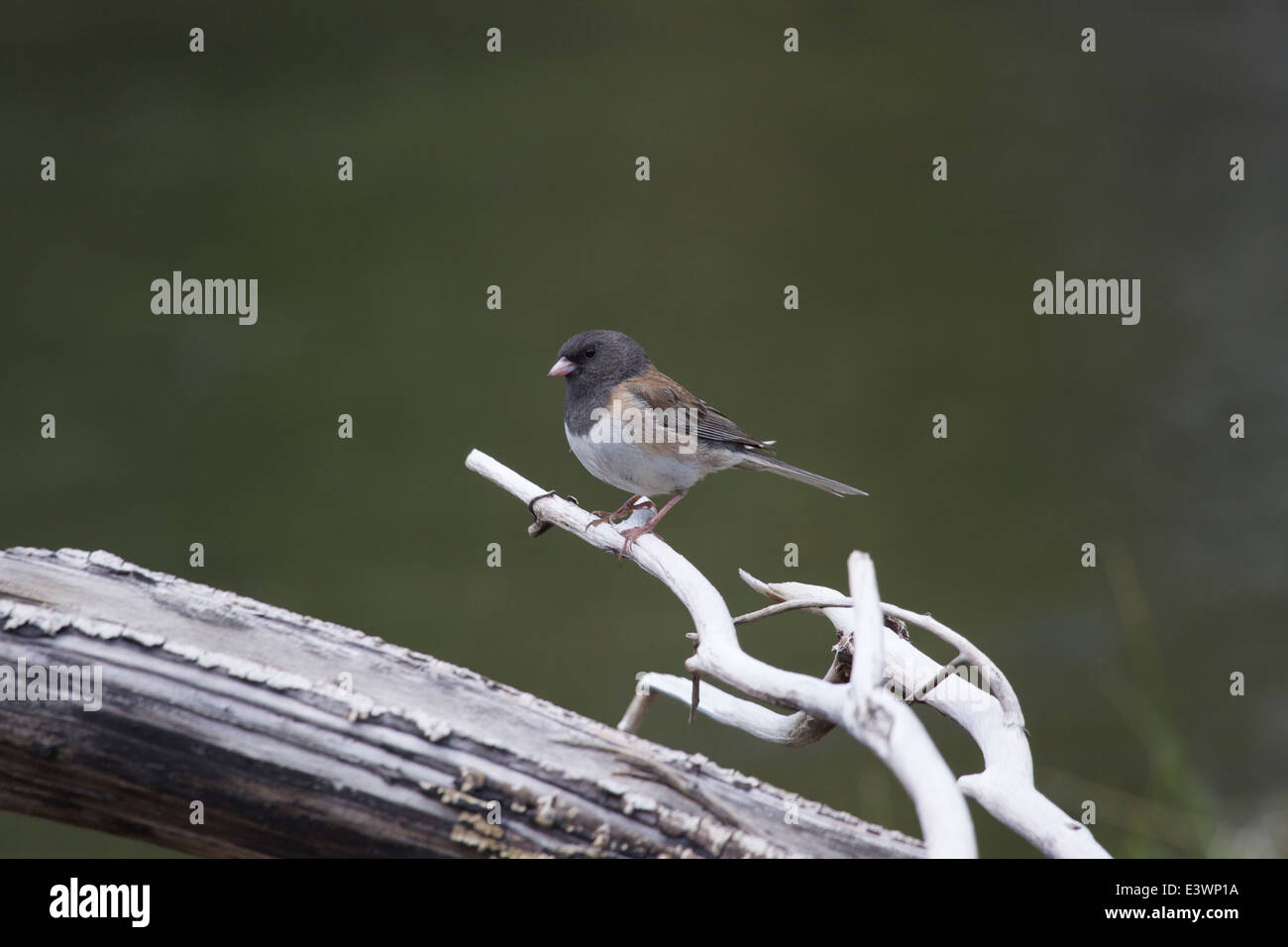 Dark-eyed Junco (Junco hyemalis) beside a river in the Sierra Nevada ...