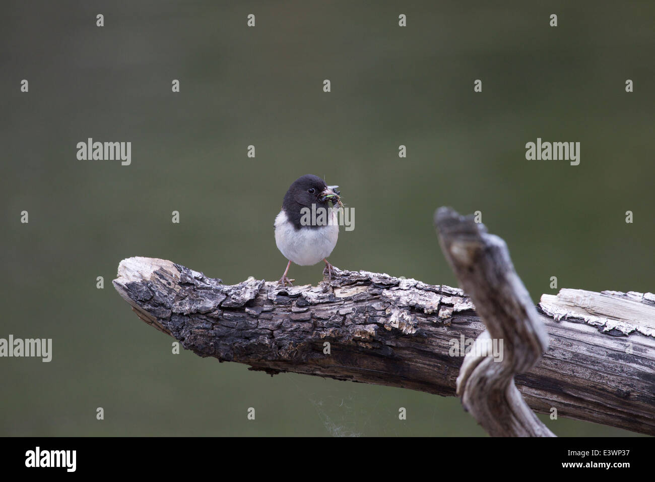 Dark-eyed Junco (Junco hyemalis) beside a river in the Sierra Nevada ...