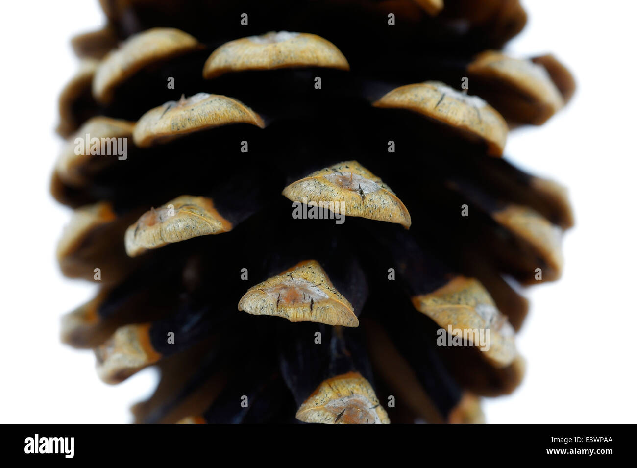pine cone close up Stock Photo - Alamy