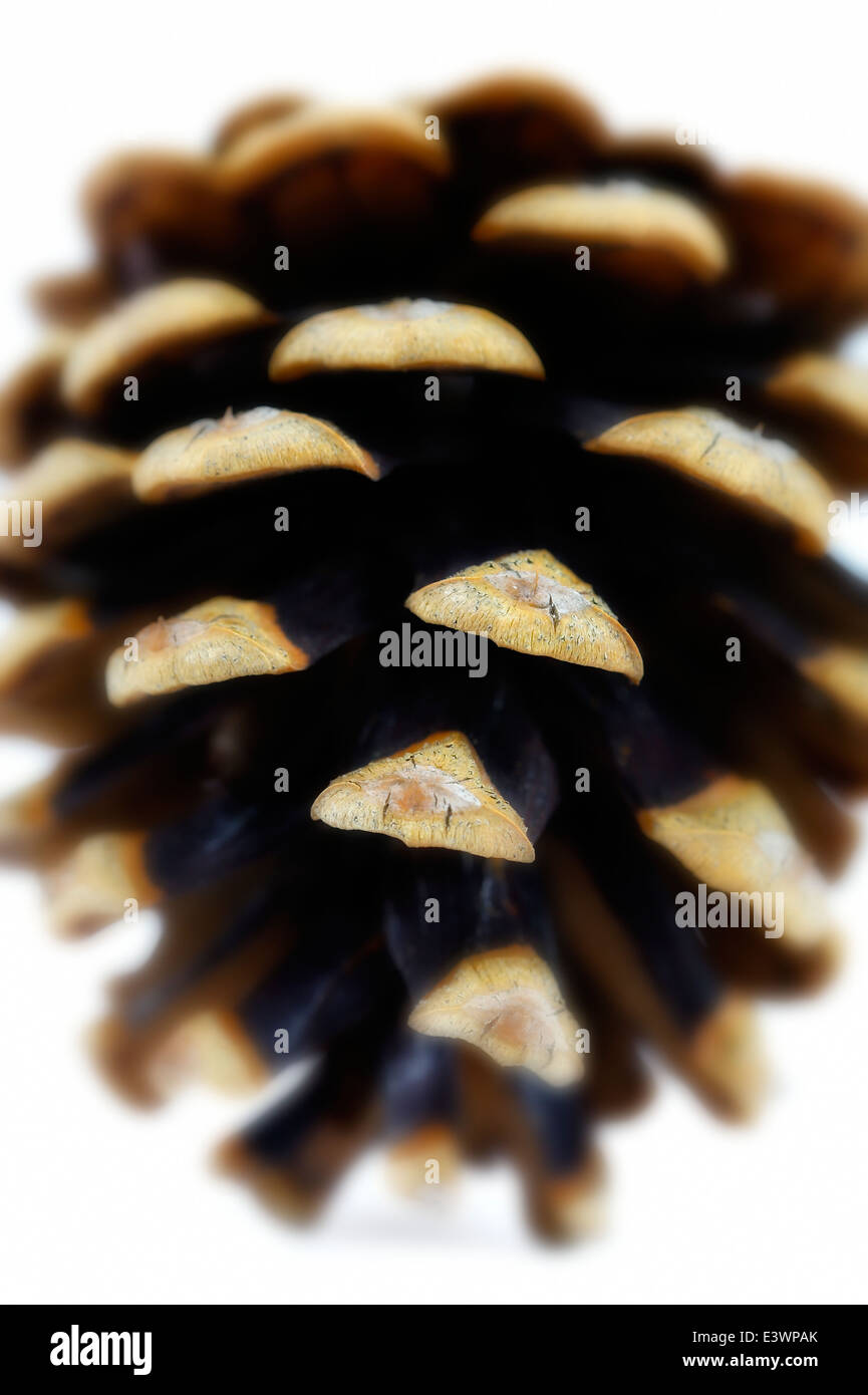 Pine cone close up hi-res stock photography and images - Alamy