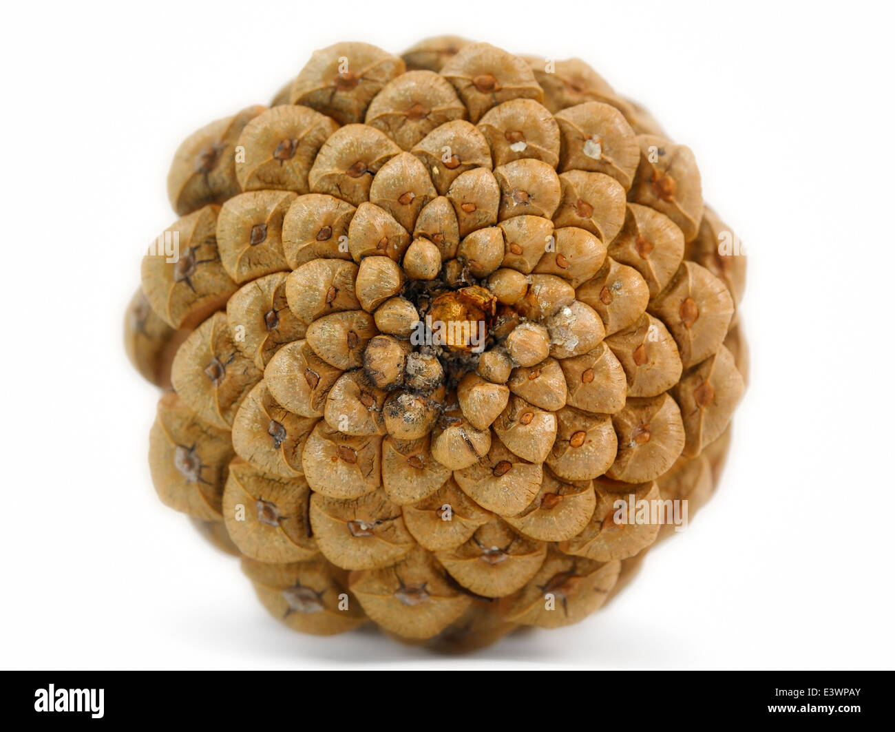 Pine cone hi-res stock photography and images - Alamy