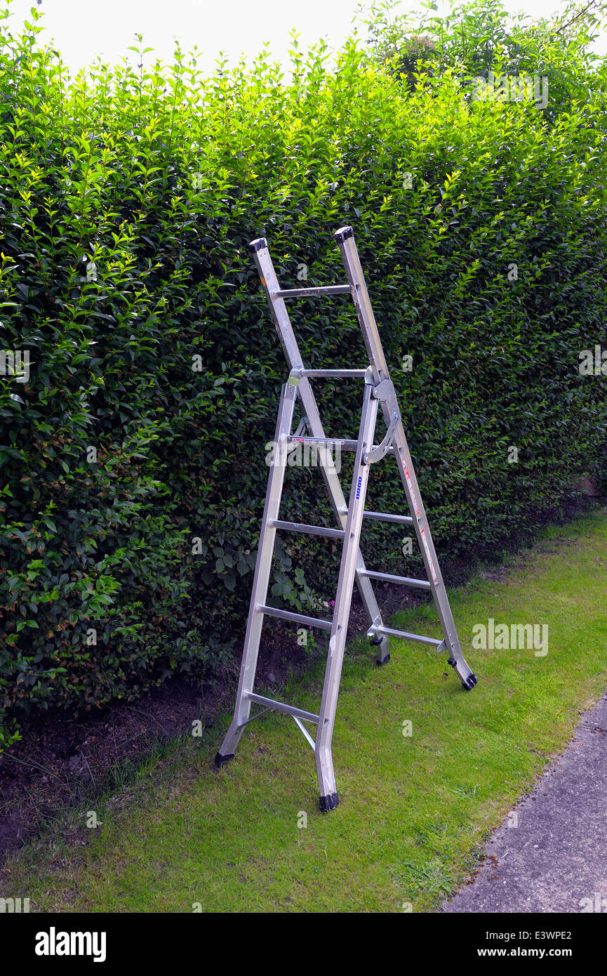 Step ladders in position ready to cut a high hedge Stock Photo - Alamy