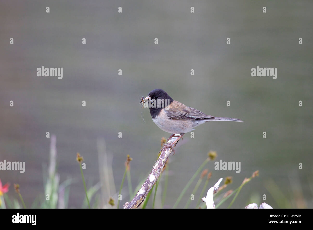 Sierra nevada insects hi-res stock photography and images - Alamy