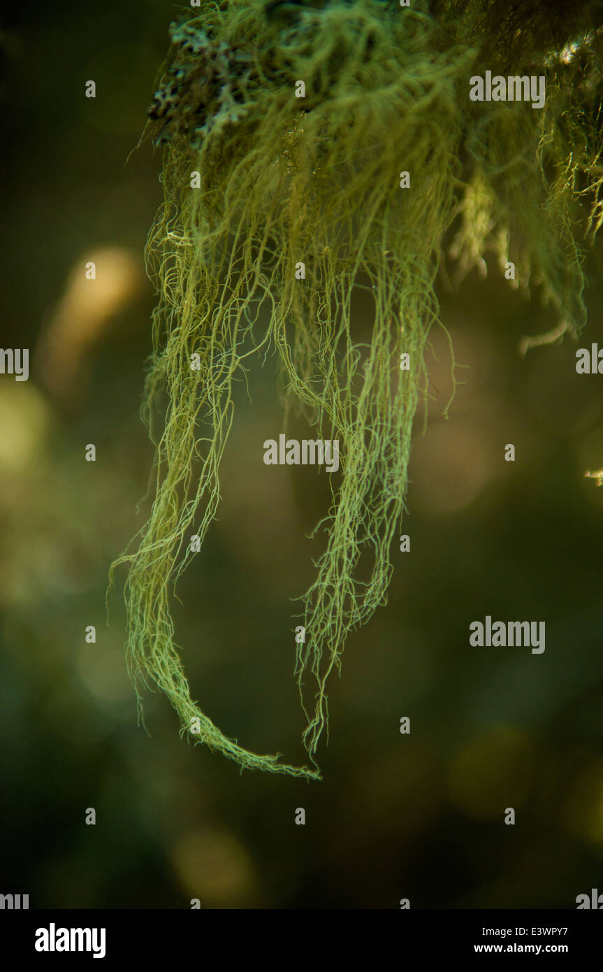Goat's Beard moss hangs from a tree in a forest near Bick, Quebec ...