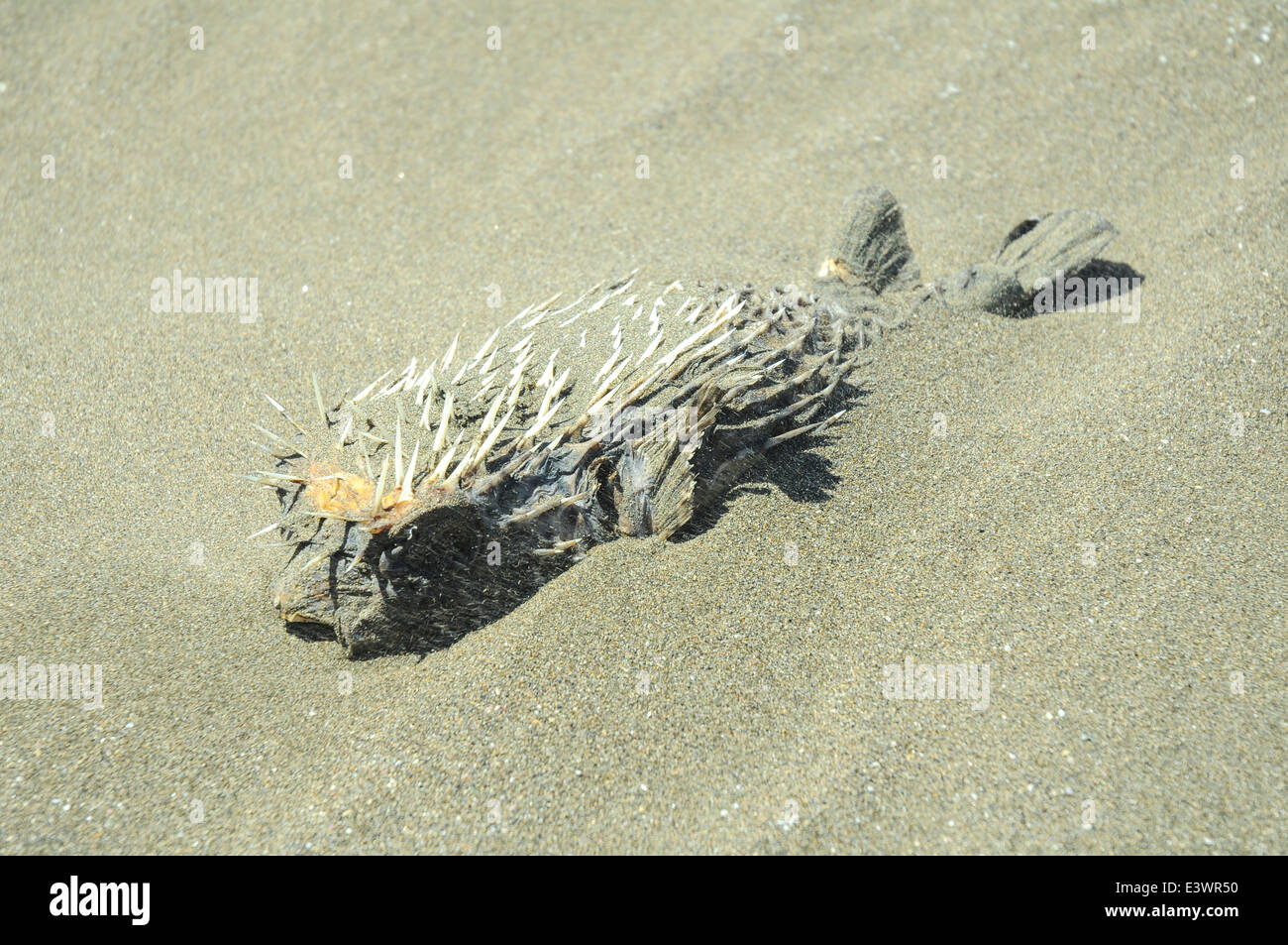Decaying fish hi-res stock photography and images - Alamy