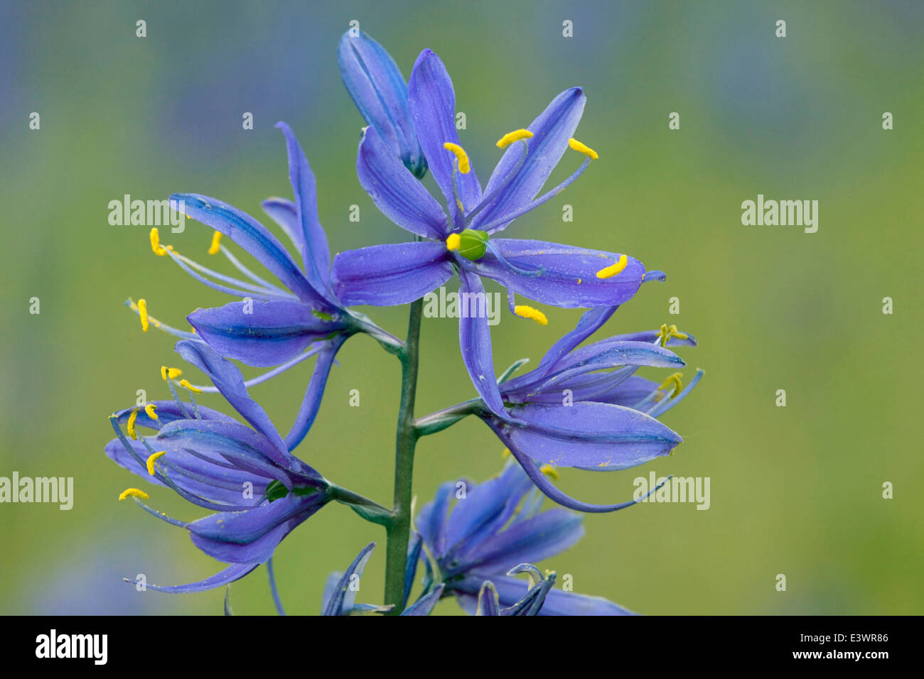 USA, Idaho, Nez Perce National Historical Park, Musselshell Meadows ...