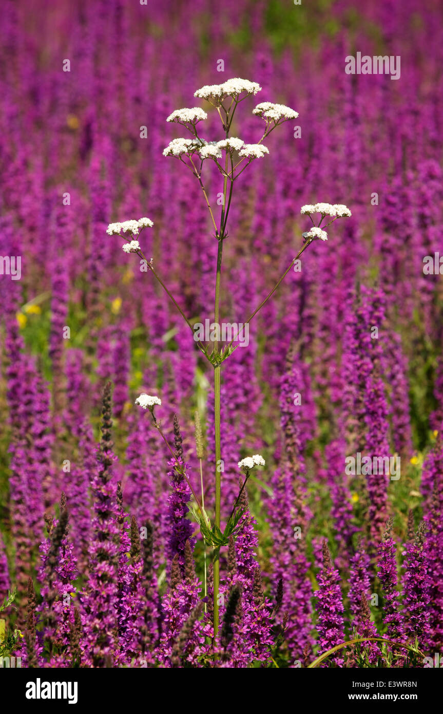 Queen Anne's lace and purple loose strife flow through a field near ...