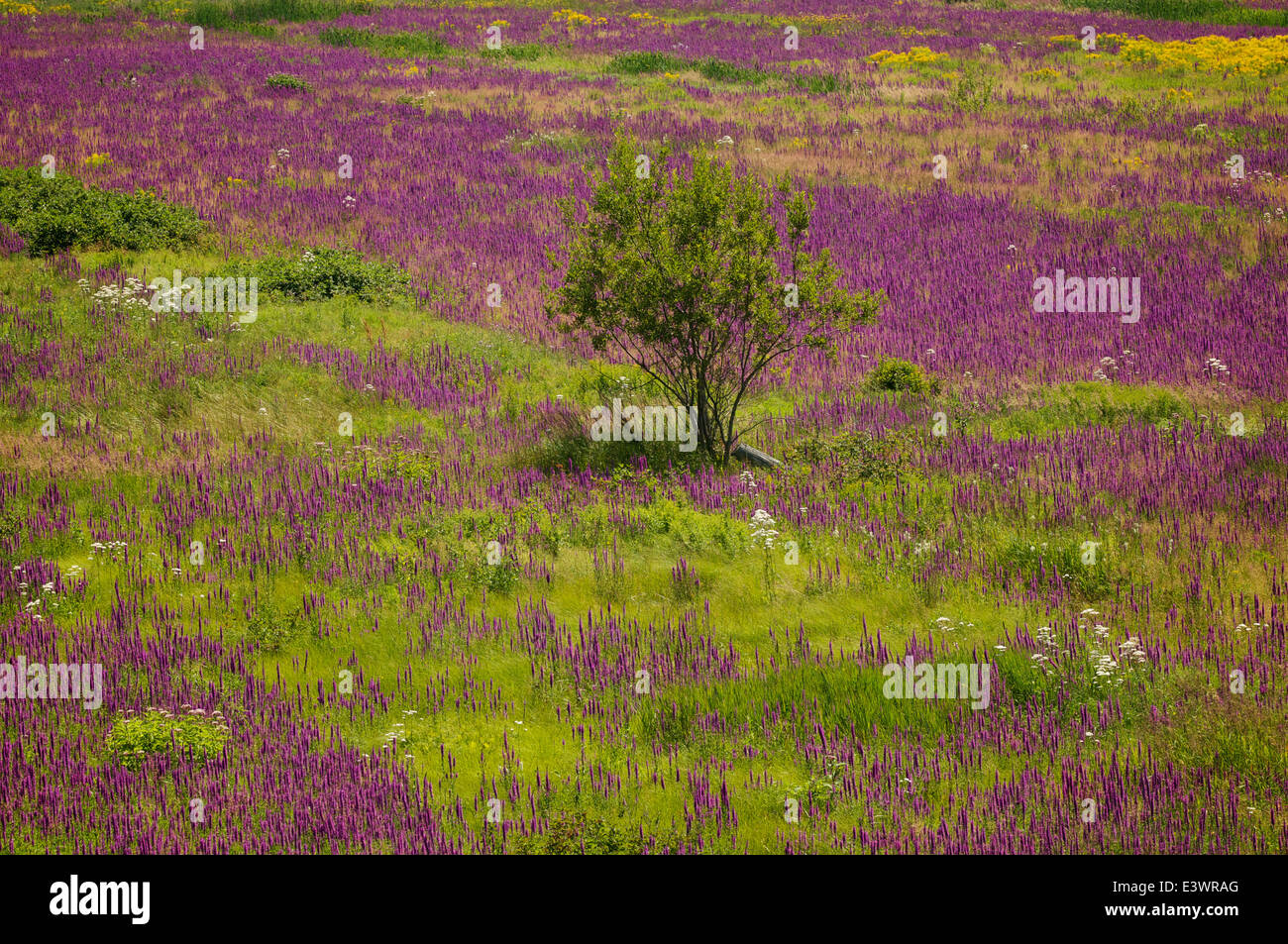 Purple loose strife flows through a field near Bick, Gaspé, Quebec ...
