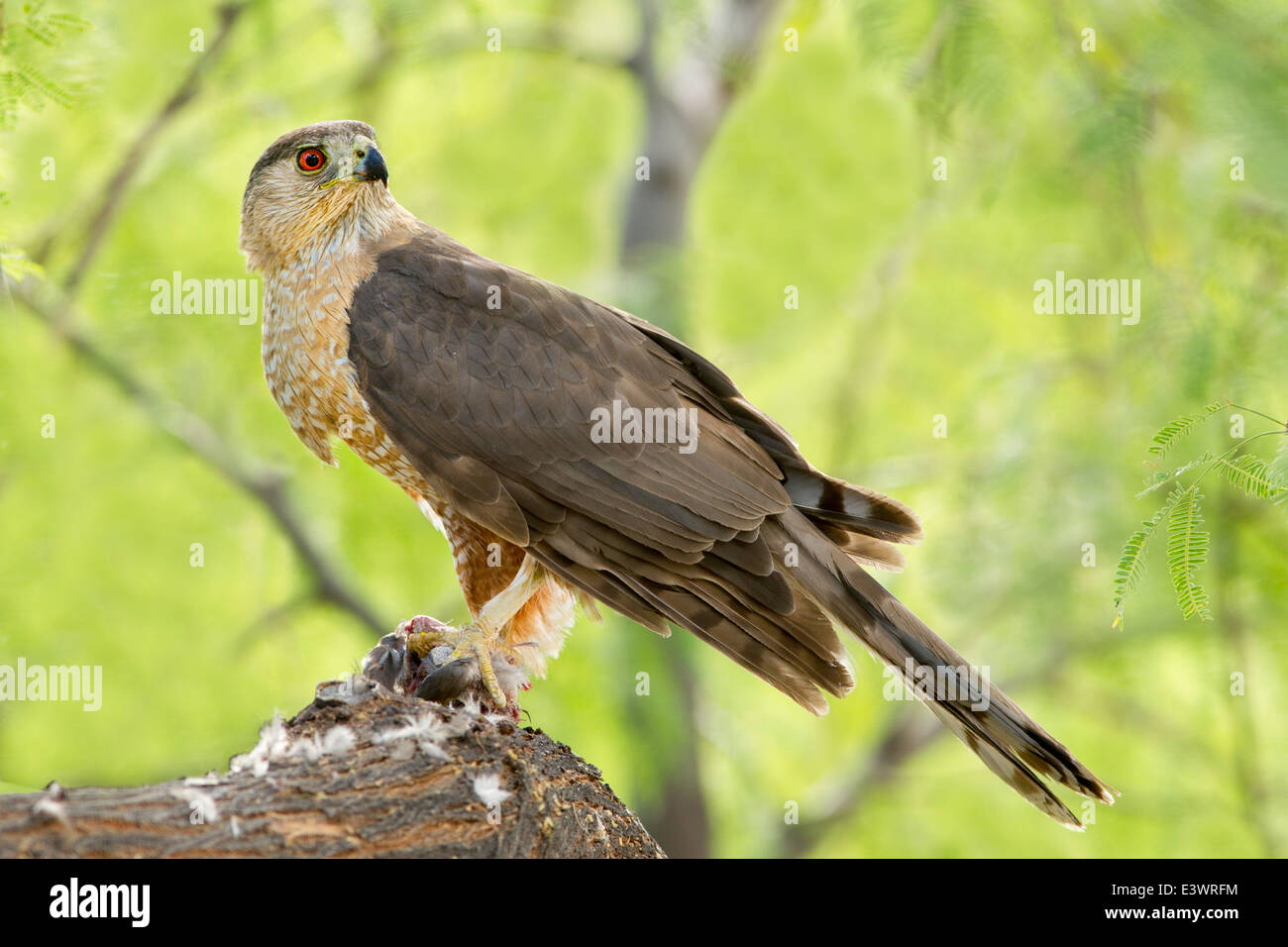 Cooper's Hawk Accipiter cooperii Tucson, Arizona, United States 15 May ...