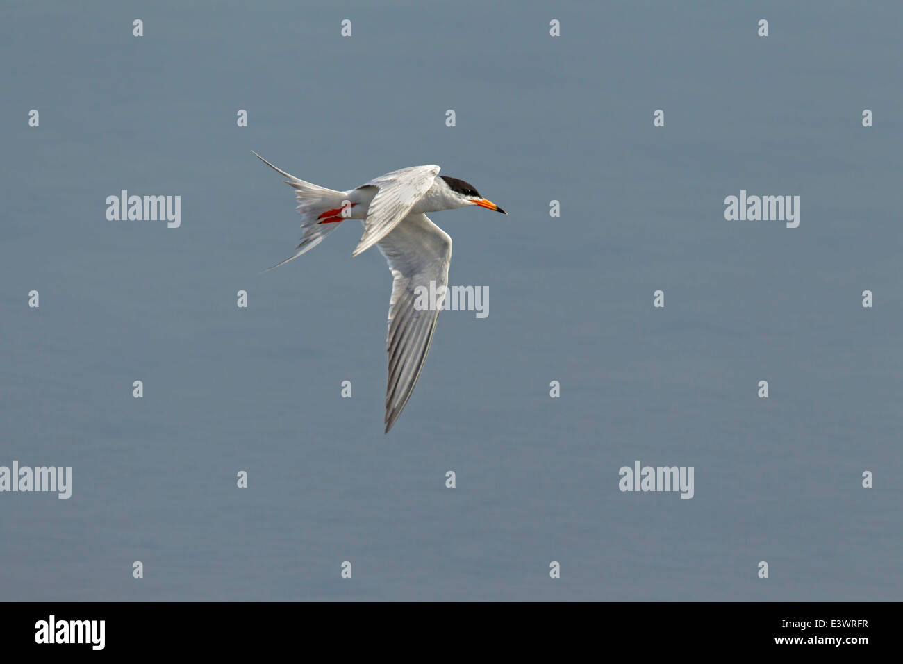 Forster's Tern Sterna forsteri San Diego County, California, United ...