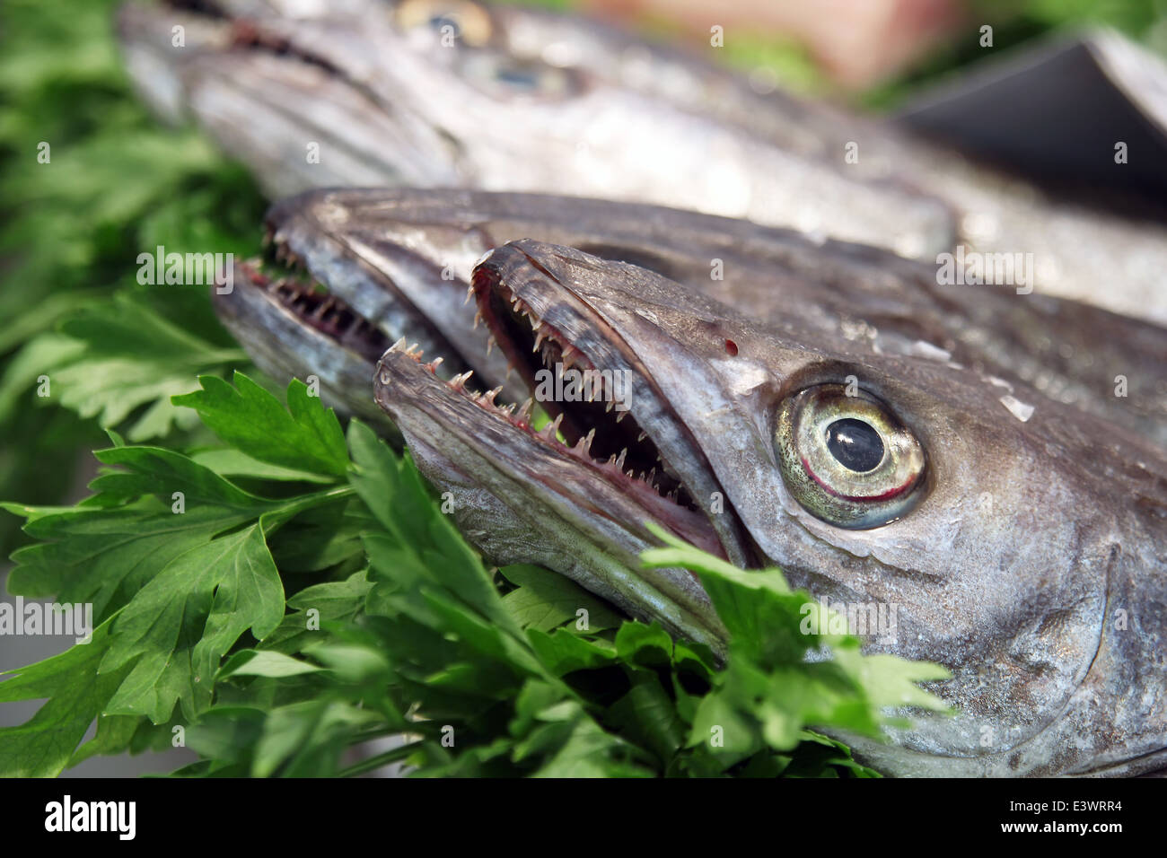 Hake Fish Sea High Resolution Stock Photography and Images - Alamy