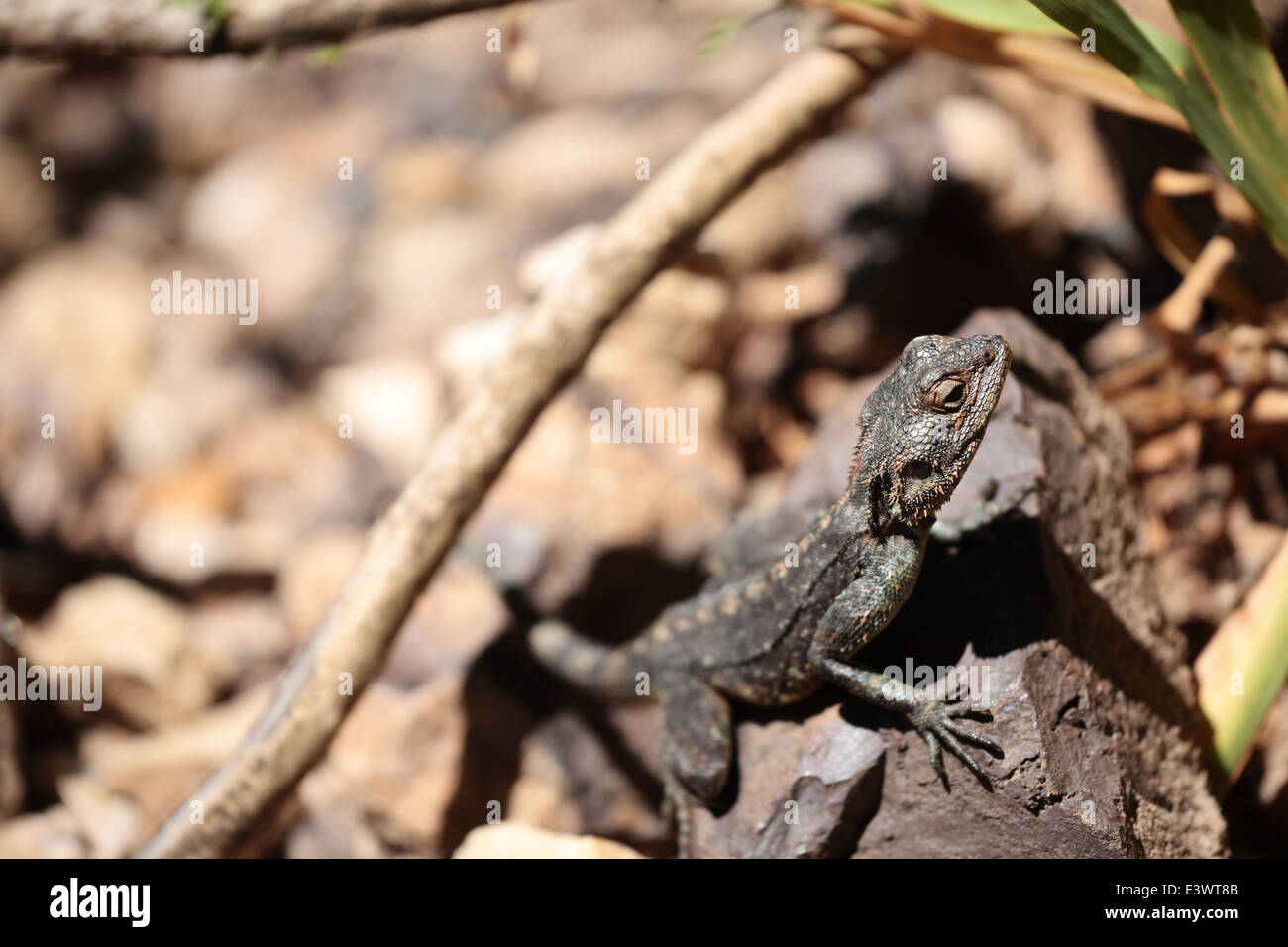 Below table mountain hi-res stock photography and images - Alamy