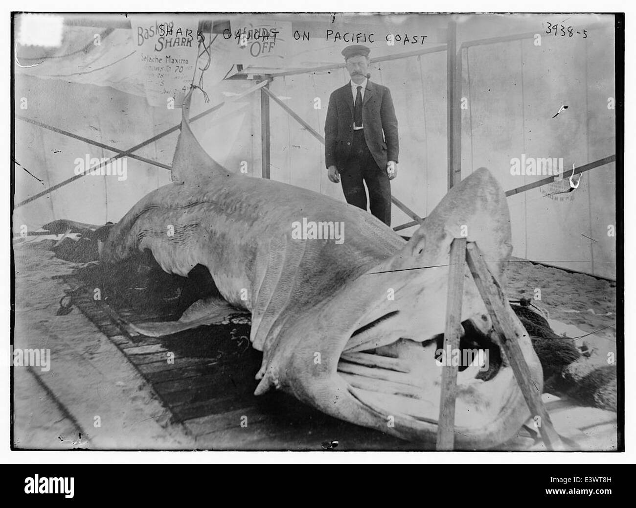 This image from the Library of Congress shows a shark caught off the ...