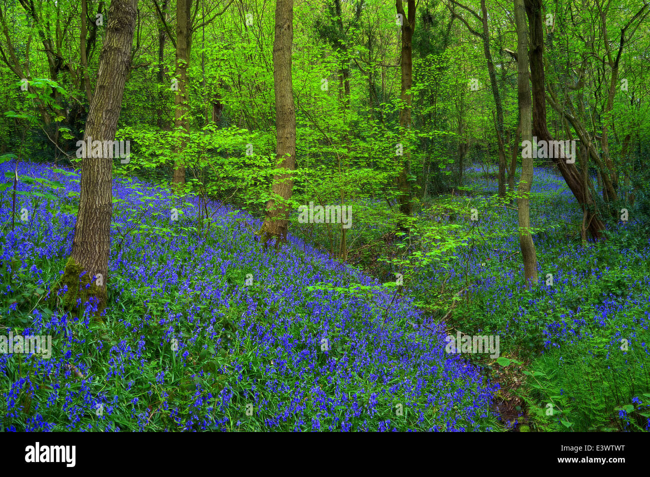 UK,South Yorkshire,Sheffield,Woolley Wood Bluebells Stock Photo - Alamy