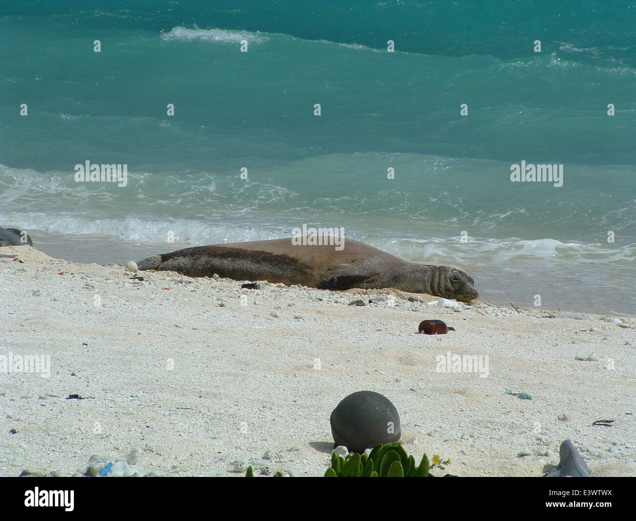 The Hawaiian Monk Seal is a critically endangered species that inhabits ...