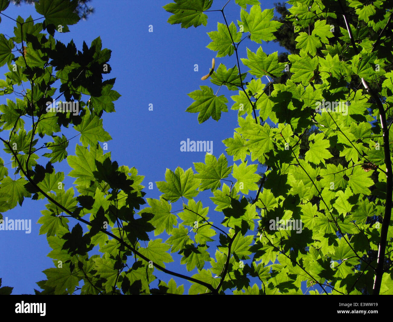 Vine maple, a small tree native to the Pacific Northwest, thrives in ...