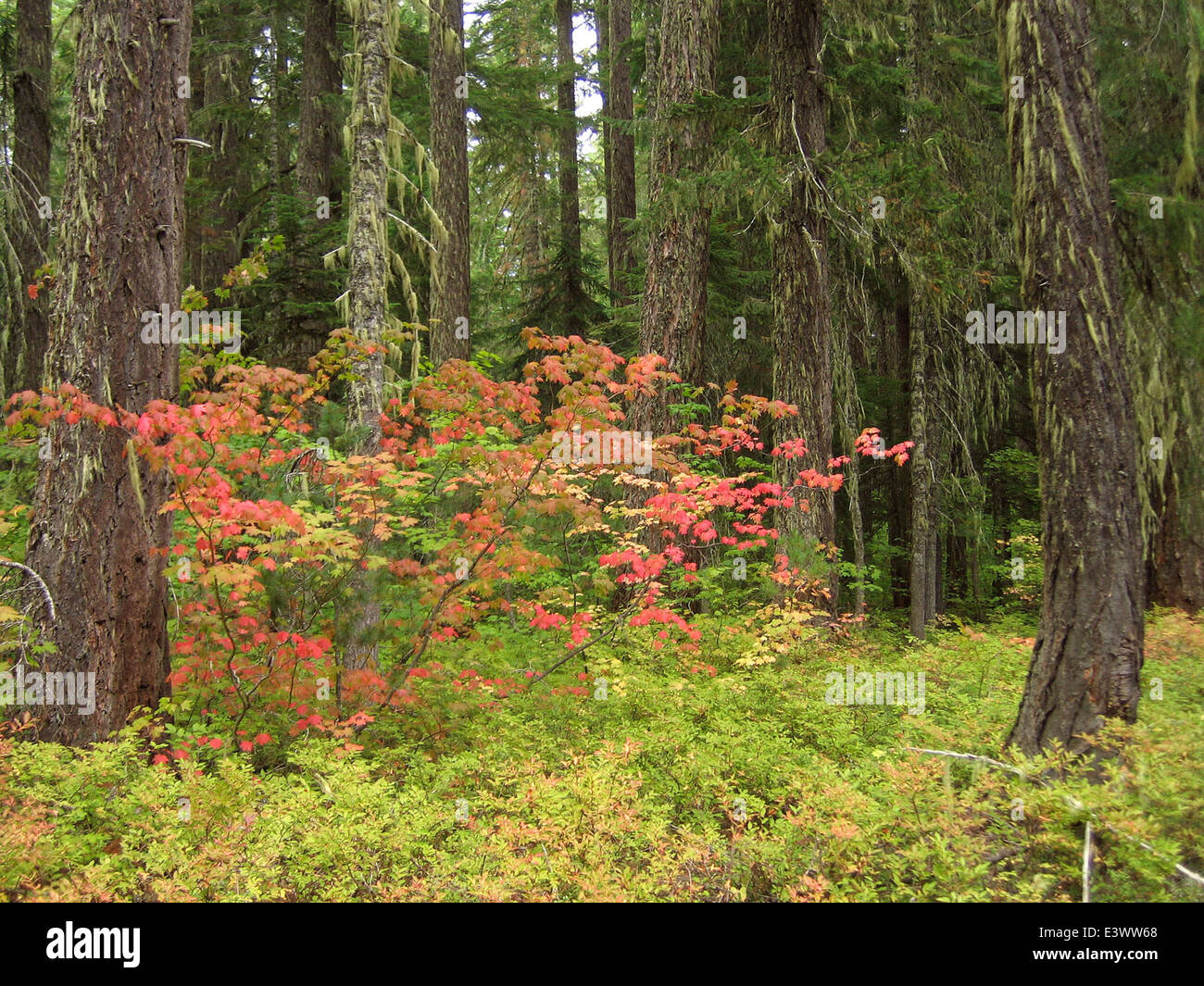 Vine maple in old growth forest Stock Photo - Alamy