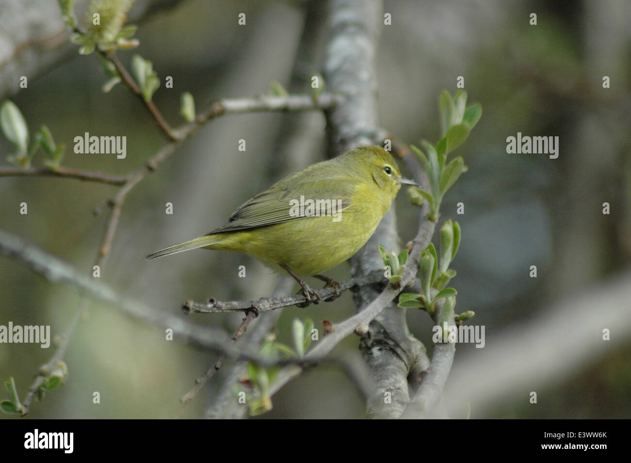 An Orange-crowned Warbler in a marsh near the Oregon Coast National ...