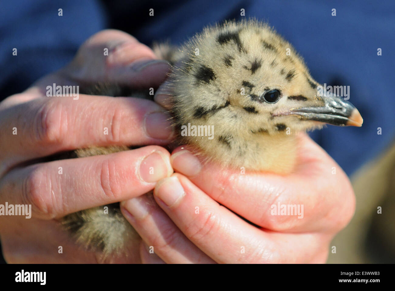 A baby gull is seen in its natural habitat on Protection Island ...