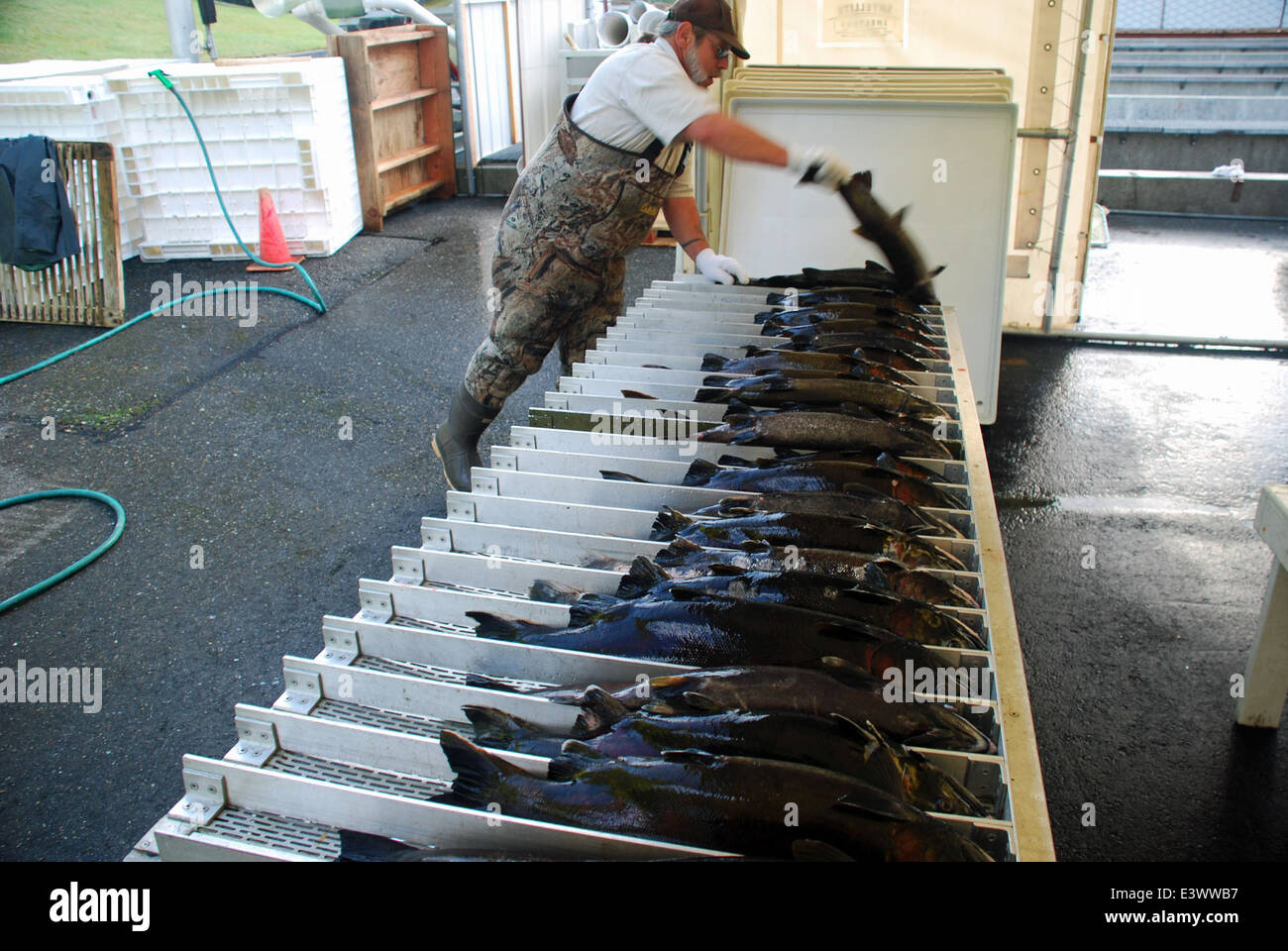 Female coho salmon (Oncorhynchus kisutch) at Quilcene National Fish ...
