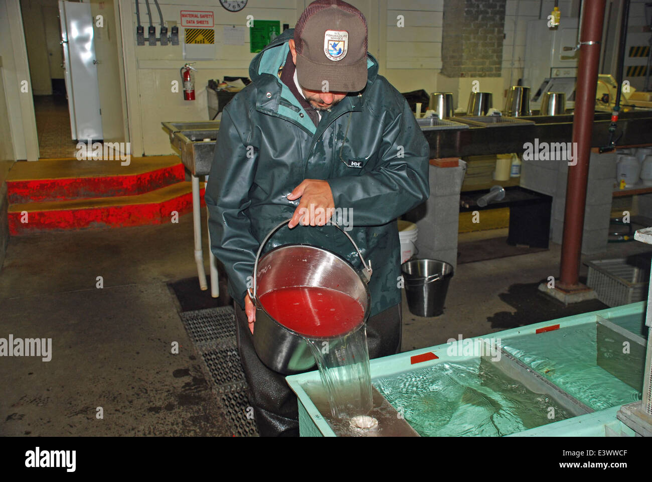 At the Quilcene National Fish Hatchery in Washington state, fertilized ...