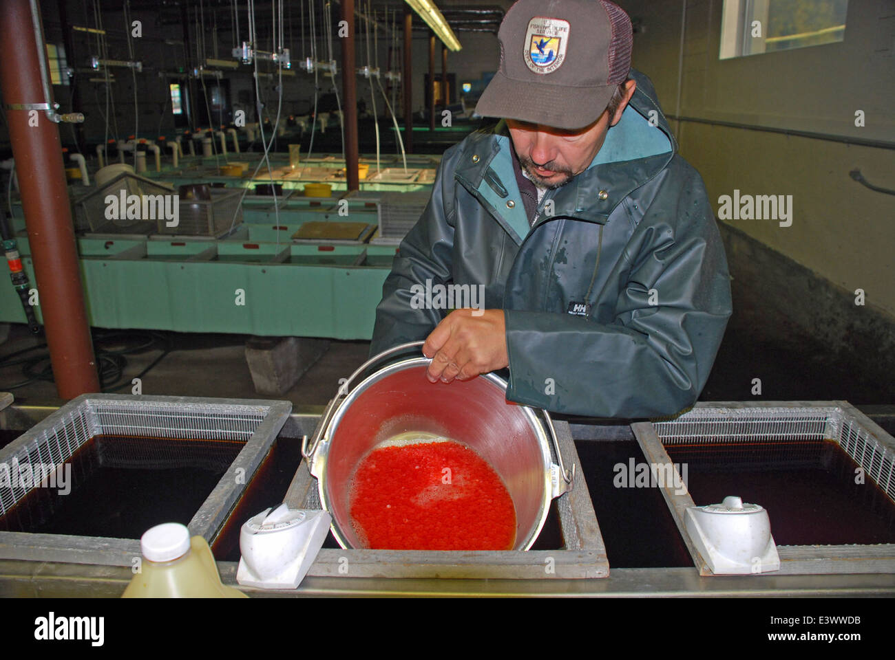 Coho salmon eggs are placed in an iodine solution at the Quilcene ...