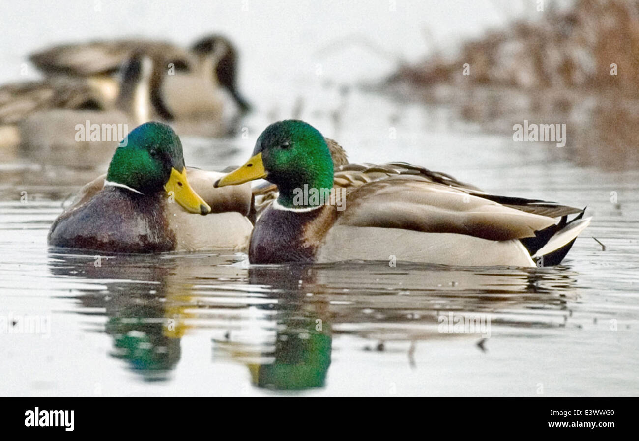 Two male mallard ducks are seen in the Willamette Valley. Mallards are ...