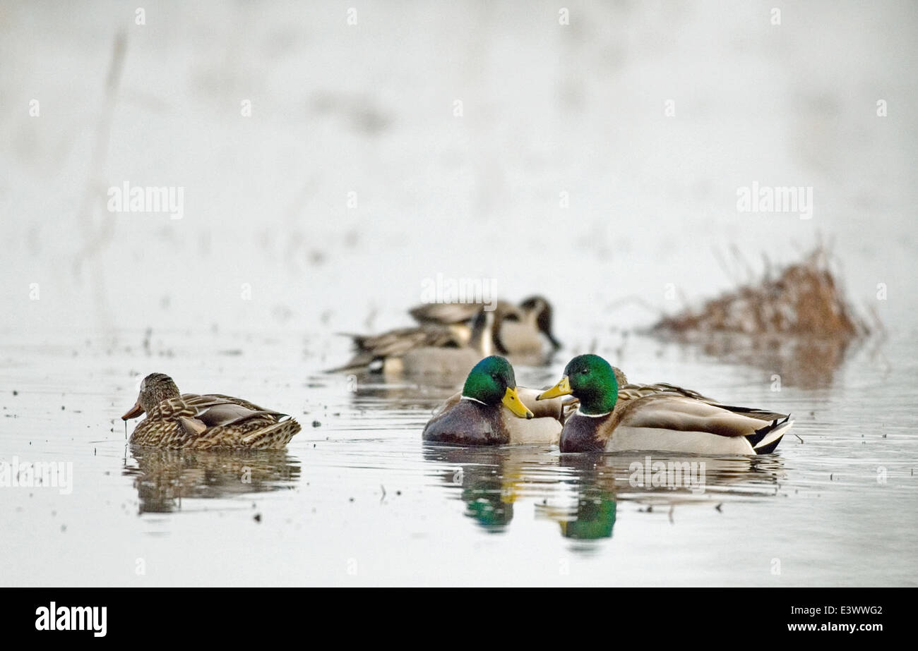A group of mallard ducks, including a female and two males, are seen in ...