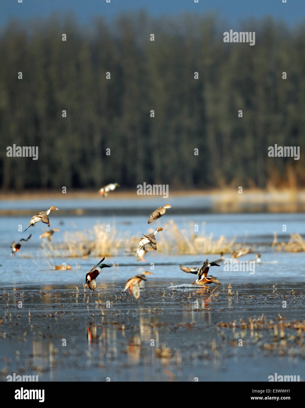 Pintail ducks in Willamette Valley, Oregon, an important habitat for ...