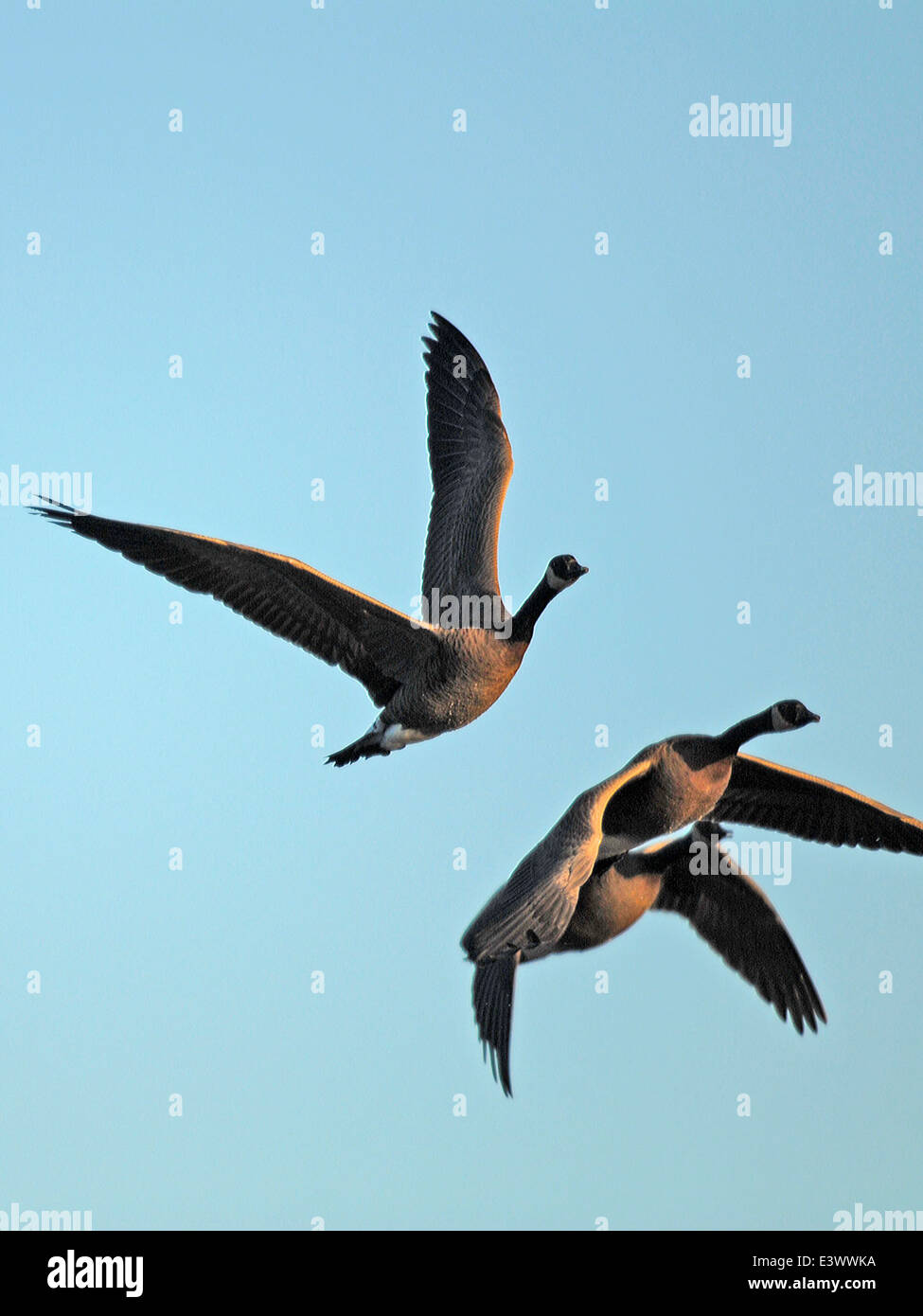 Canada Geese are known for their distinctive V-shaped flying formations ...