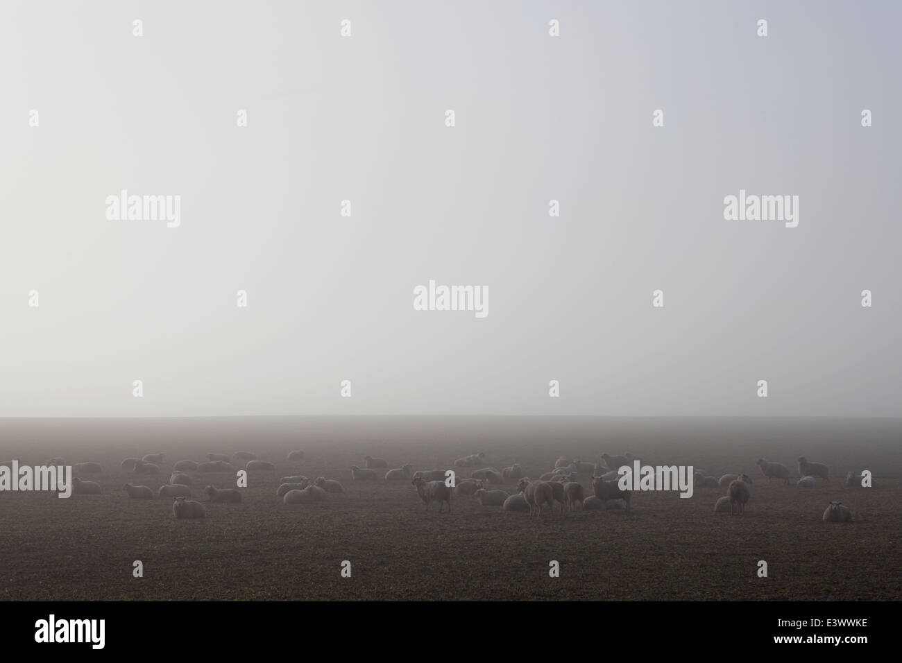 Sheep in the Mist Stock Photo - Alamy