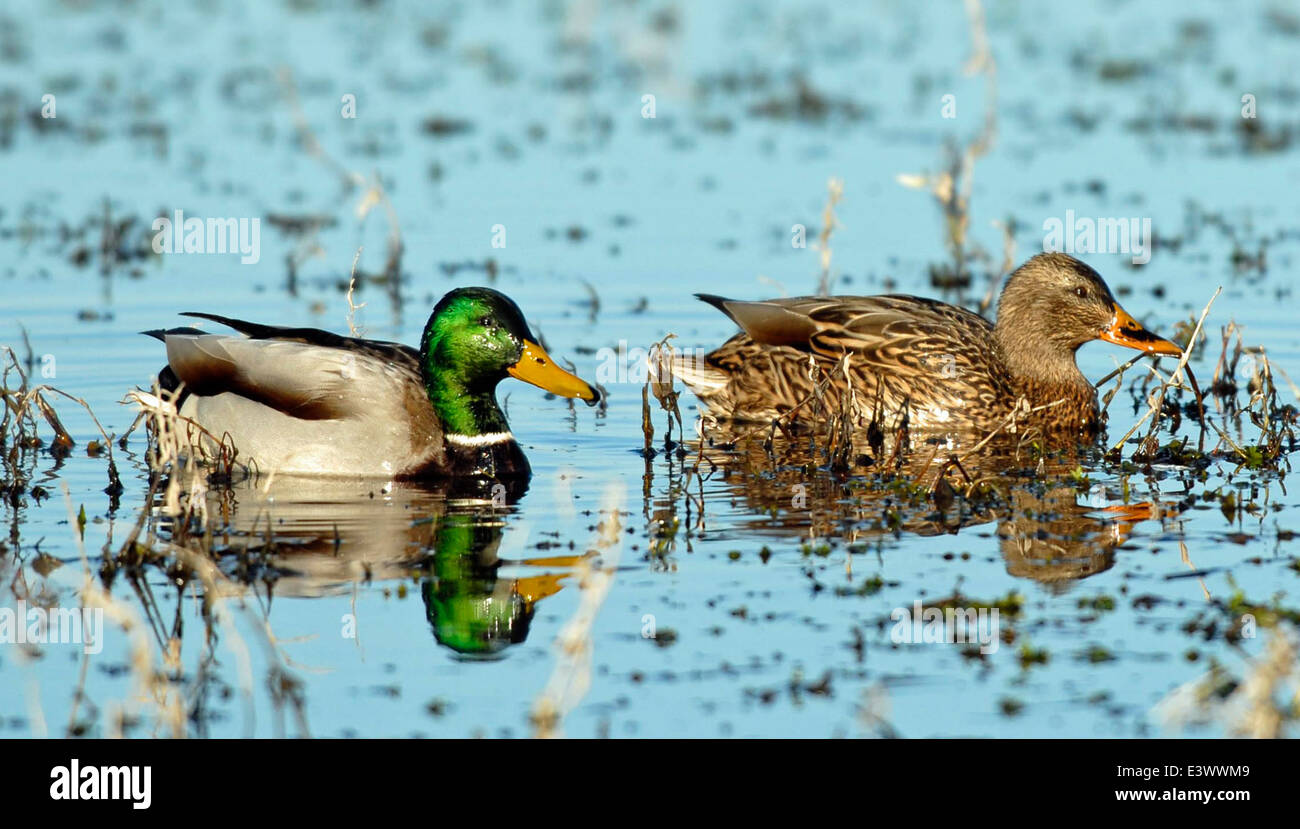 Male and female mallard ducks are observed in the Willamette Valley, a ...