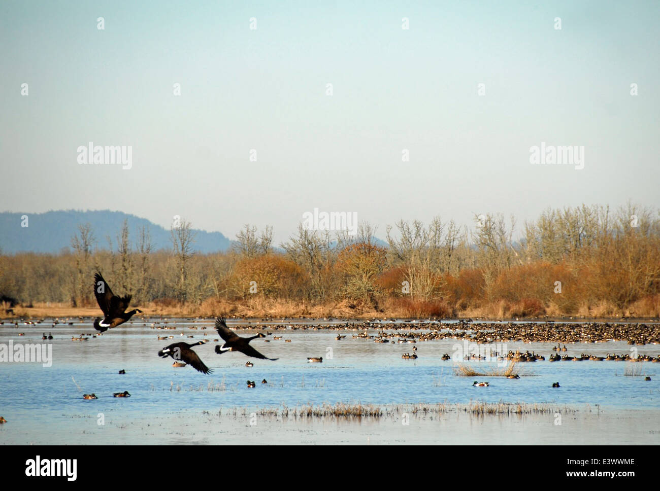 Geese are commonly seen in the Willamette Valley, a vital stopover ...