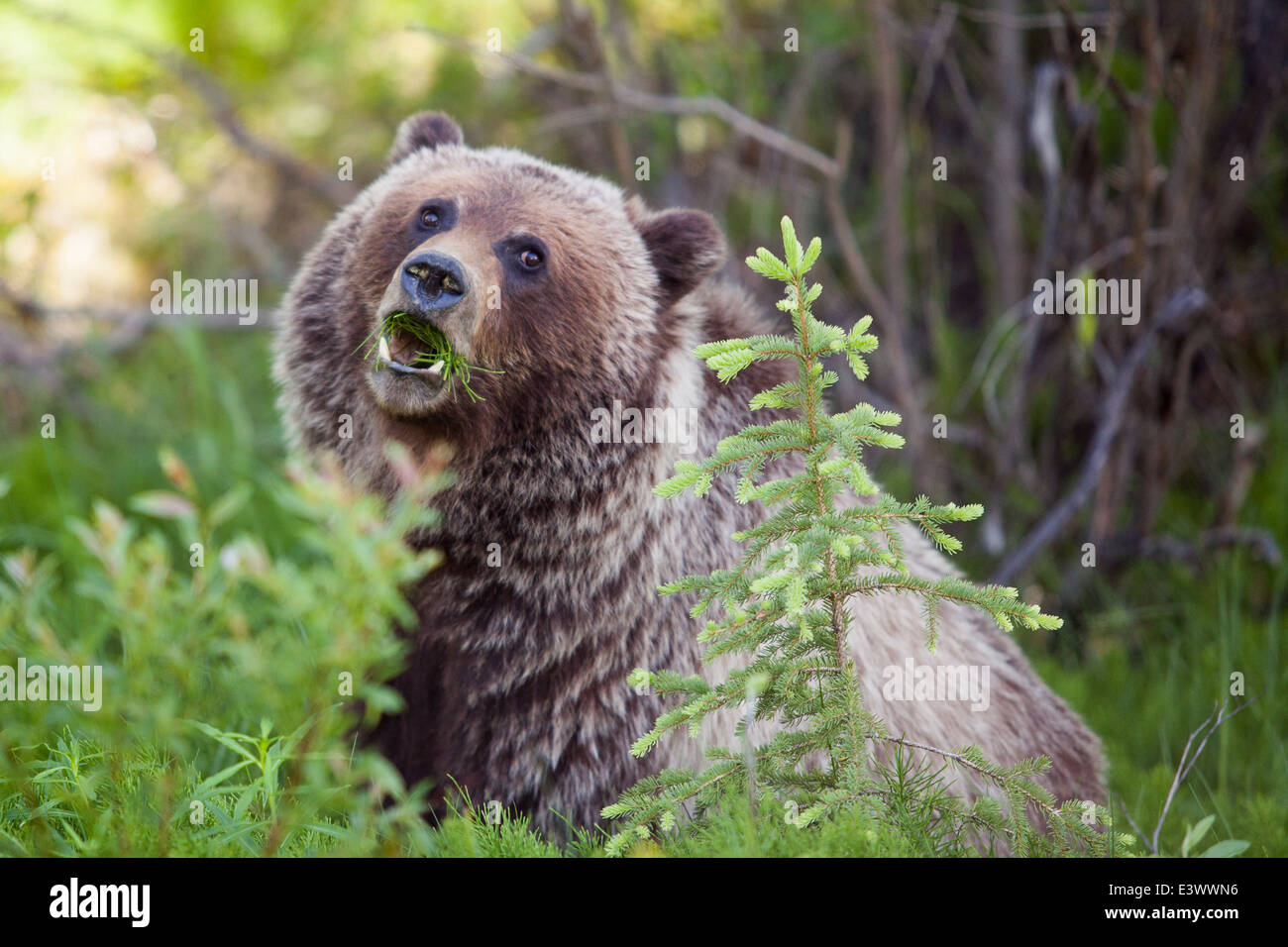 Grizzly Bear Eating Stock Photo - Alamy