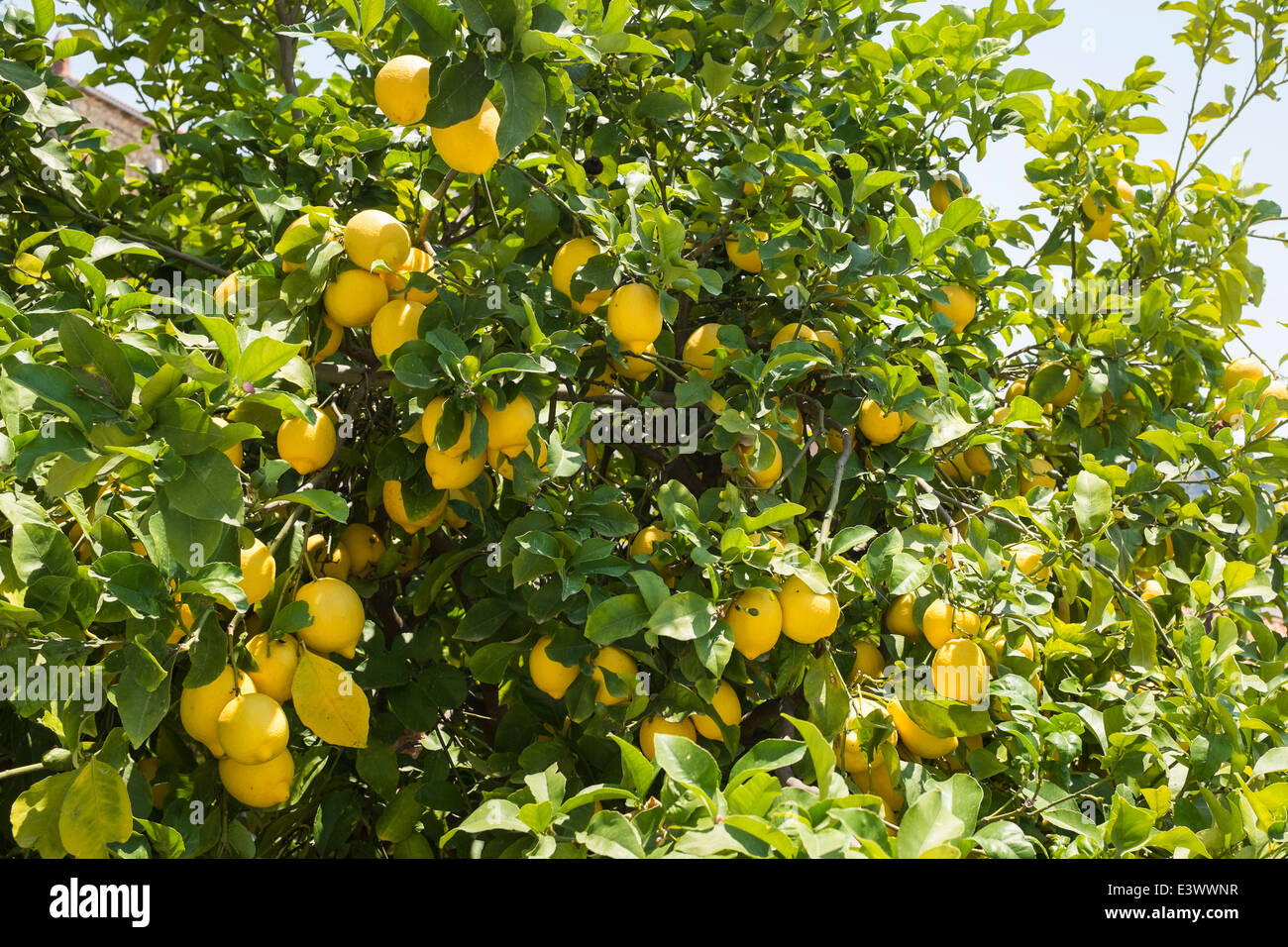 The lemon tree hi-res stock photography and images - Alamy