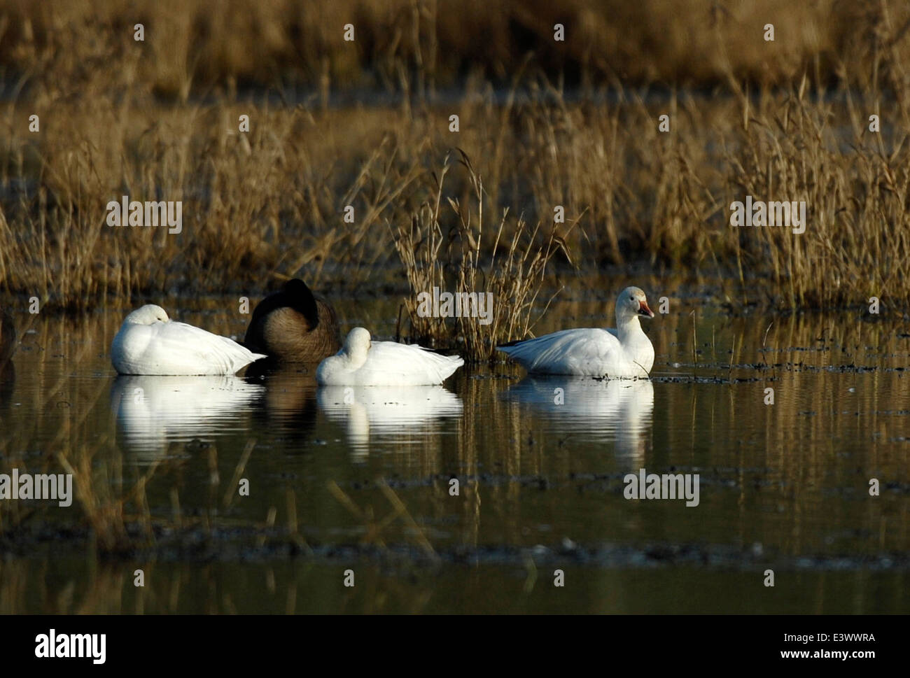 Snow Geese migrating through the Willamette Valley, a key stop on their ...
