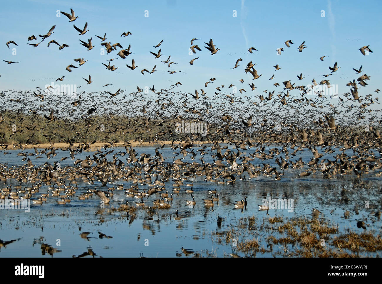 Canada Geese rise in flight over the Willamette Valley, a crucial ...