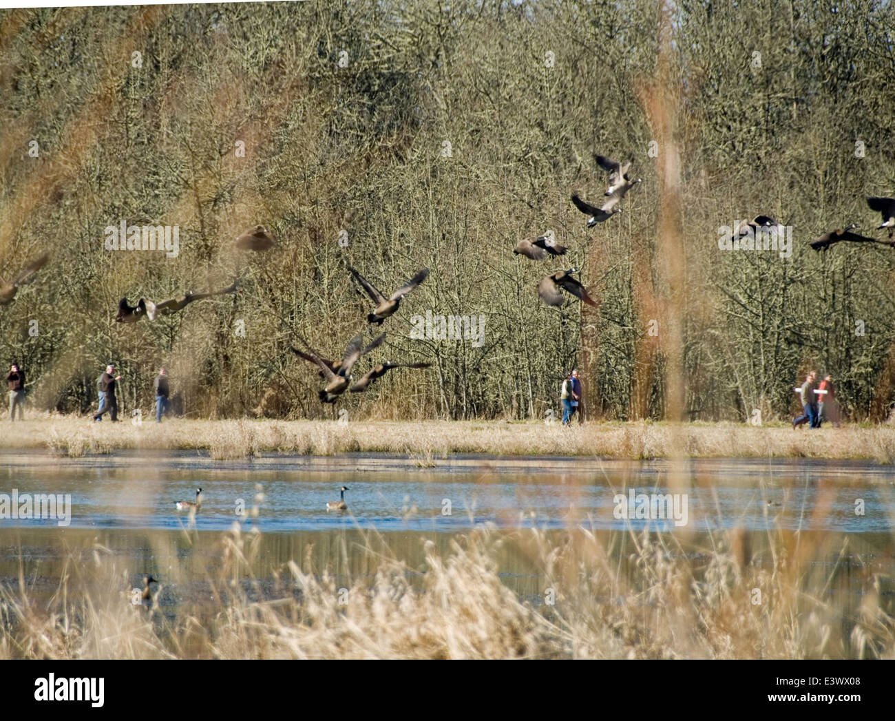 Canada Geese are a common sight in the Willamette Valley, where they ...