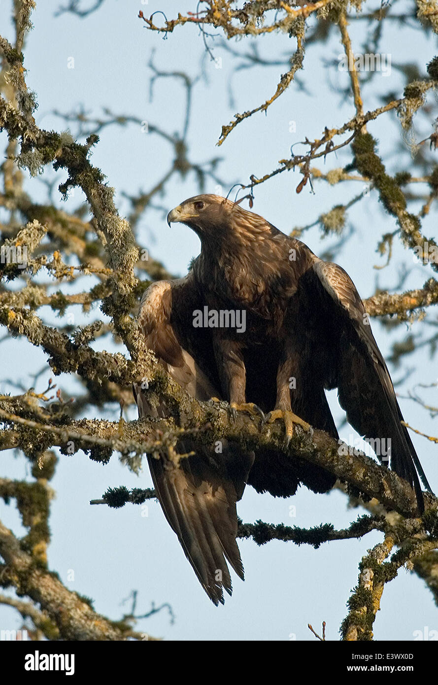 Golden eagle powerful hunt hi-res stock photography and images - Alamy