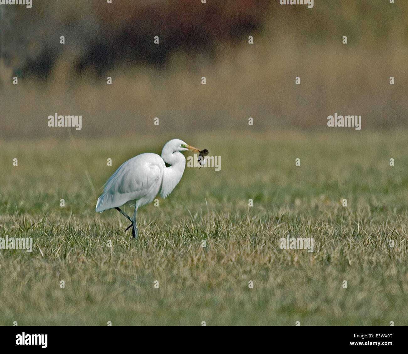 A Great Egret is seen with a catch in its beak, showcasing its hunting ...