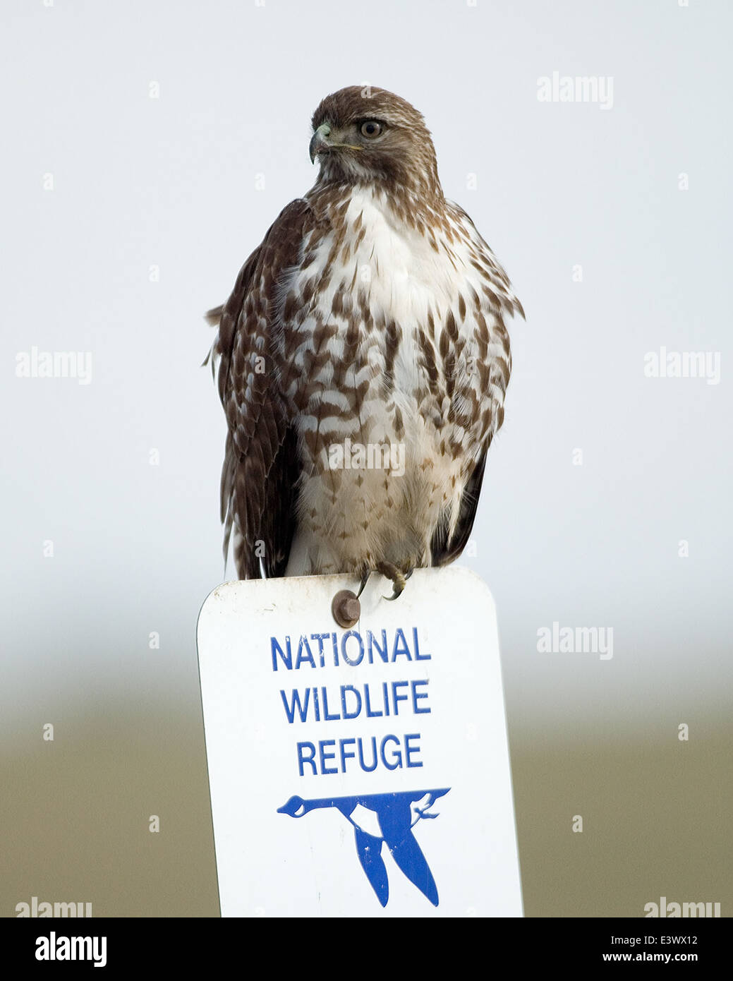 A Red-tailed Hawk perches on a boundary sign in the Willamette Valley ...