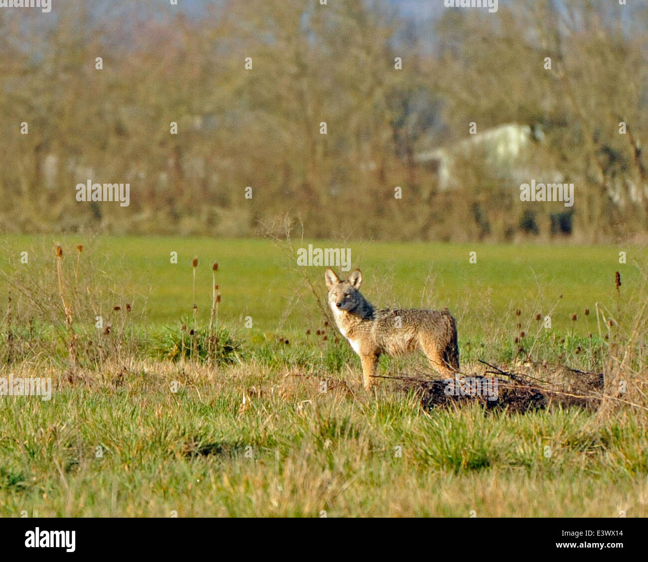 Coyotes are an important part of the ecosystem in the Willamette Valley ...