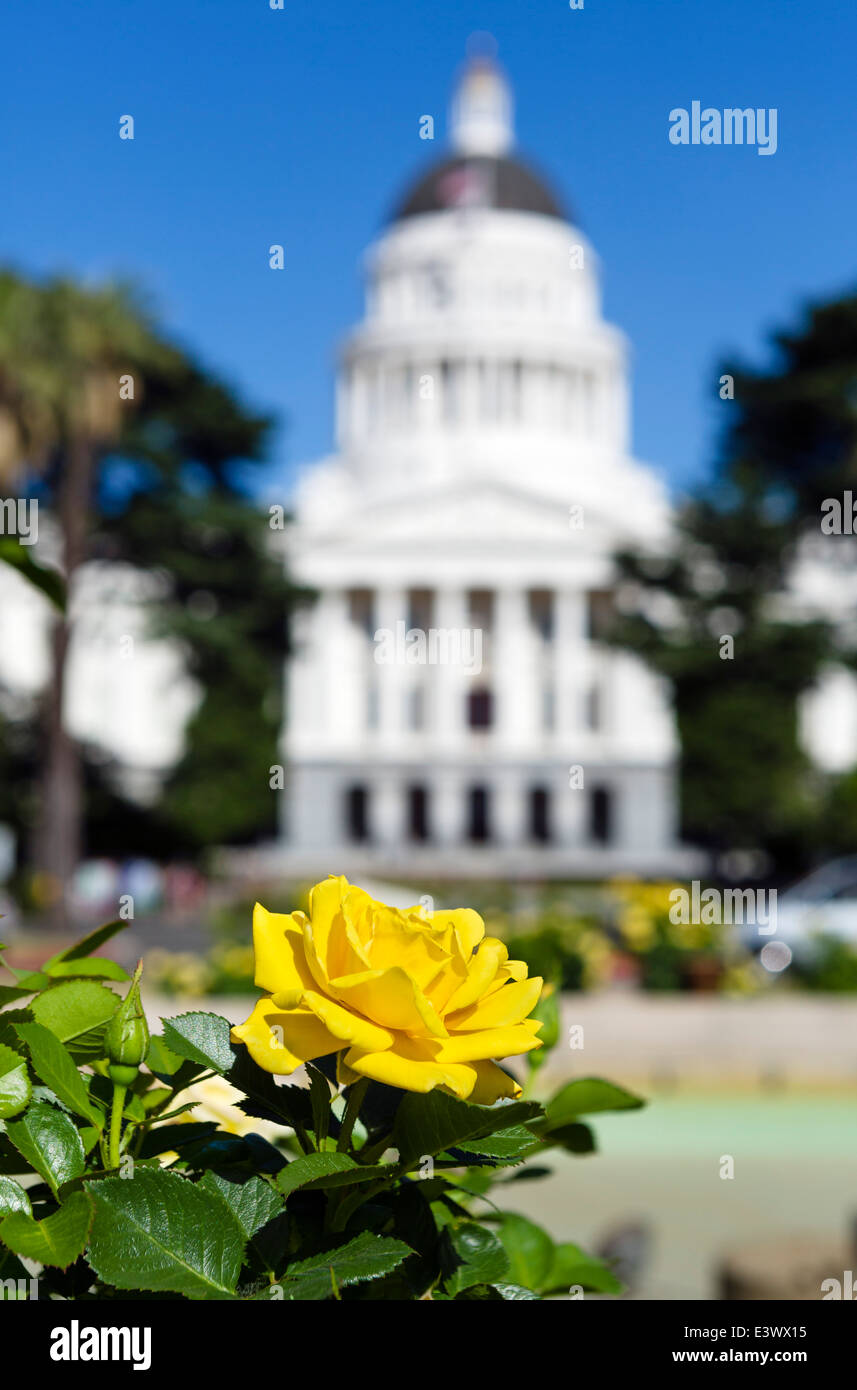 Yellow rose in front of the California State Capitol, Sacramento ...