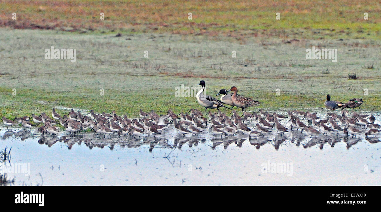 The Willamette Valley is an important stopover for ducks and shorebirds ...